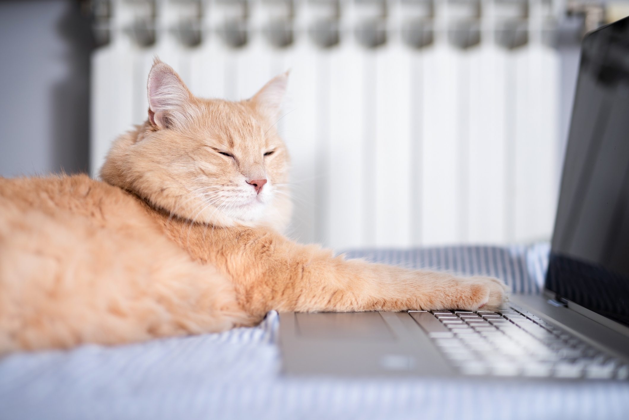 Waitlist Form - Ginger & Nash