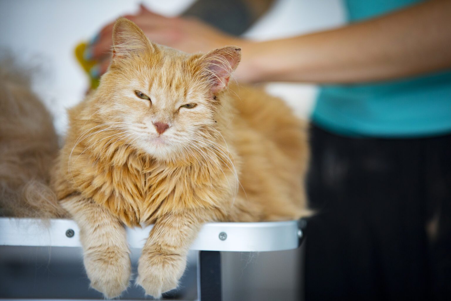 Pet-Friendly Business Partnerships in Denver - Ginger & Nash